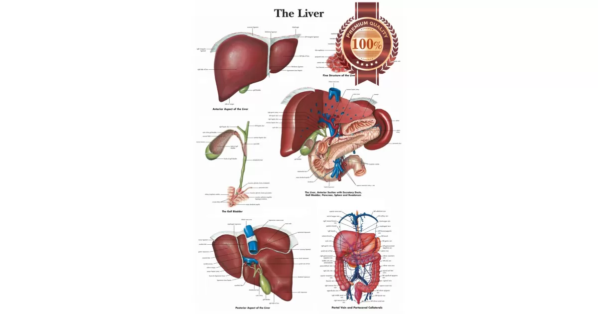 THE LIVER MEDICAL DIAGRAM CHART INFORMATIONAL ANATOMY PRINT - PREMIUM ...