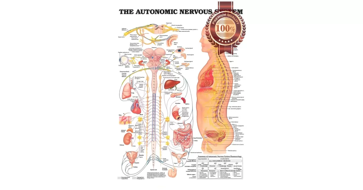THE AUTONOMIC NERVOUS SYSTEM ANATOMICAL DIAGRAM CHART PRINT - PREMIUM ...