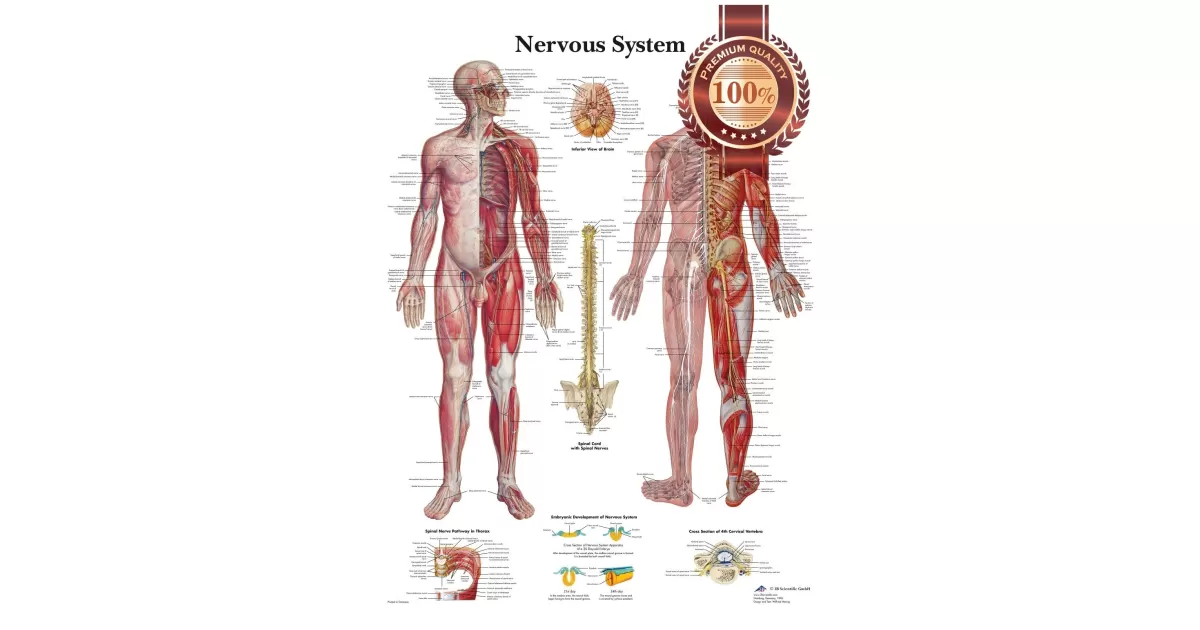 THE NERVOUS SYSTEM ANATOMICAL BODY DIAGRAM GUIDE CHART PRINT PREMIUM POSTER