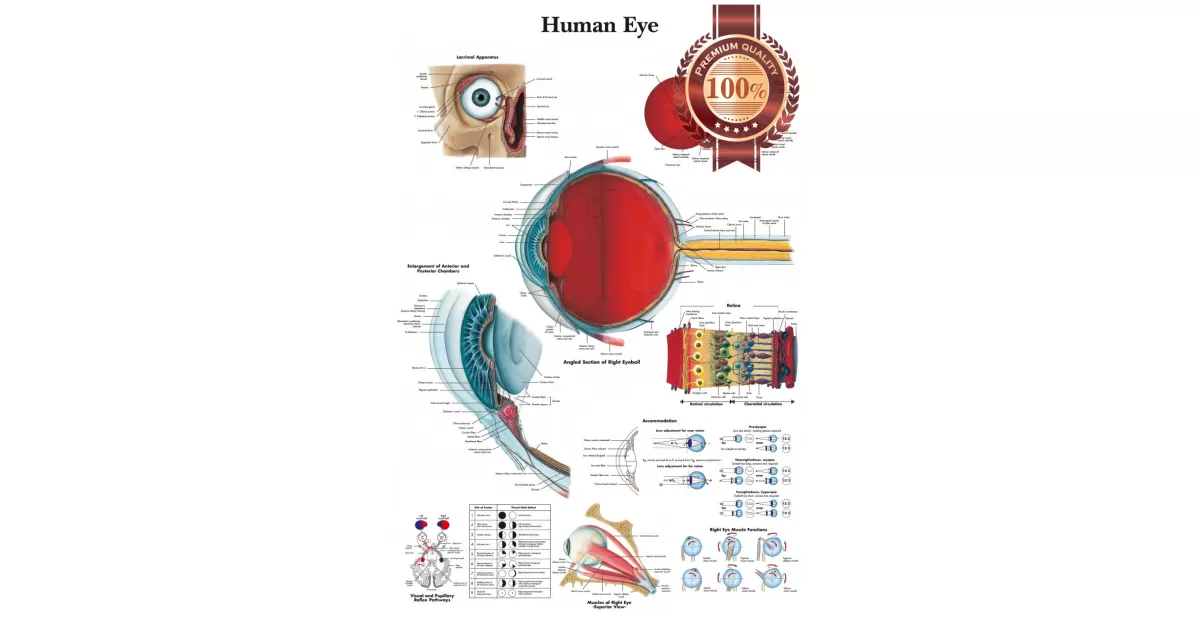 NEW HUMAN EYE MEDICAL DIAGRAM CHART INFORMATIONAL ANATOMY PRINT PREMIUM ...