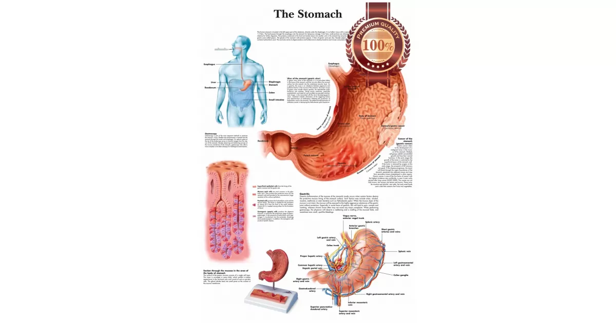 THE STOMACH MEDICAL DIAGRAM CHART INFORMATIONAL ANATOMY PRINT PREMIUM ...