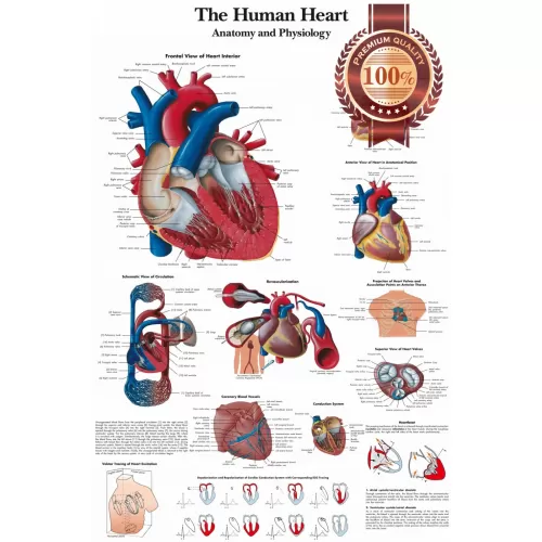 HUMAN HEART MEDICAL DIAGRAM CHART INFORMATIONAL ANATOMY PRINT PREMIUM ...