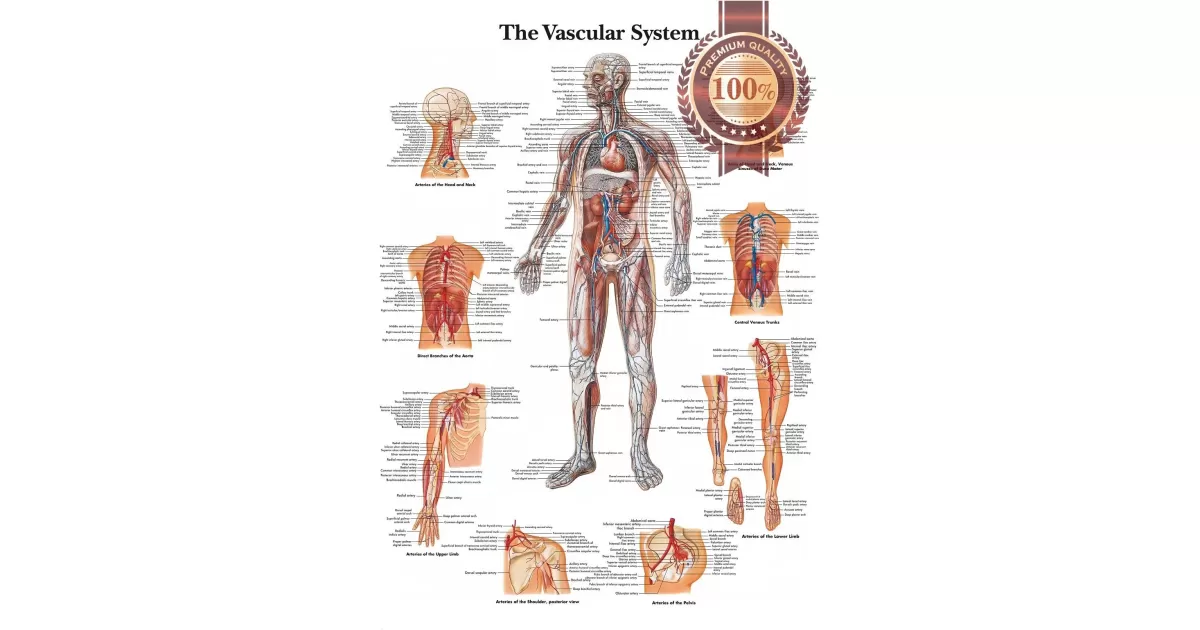 THE VASCULAR SYSTEM ANATOMICAL DIAGRAM CHART ANATOMY PRINT PREMIUM POSTER