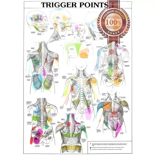TRIGGER POINTS PART 1 ANATOMICAL DIAGRAM CHART ANATOMY PRINT PREMIUM POSTER