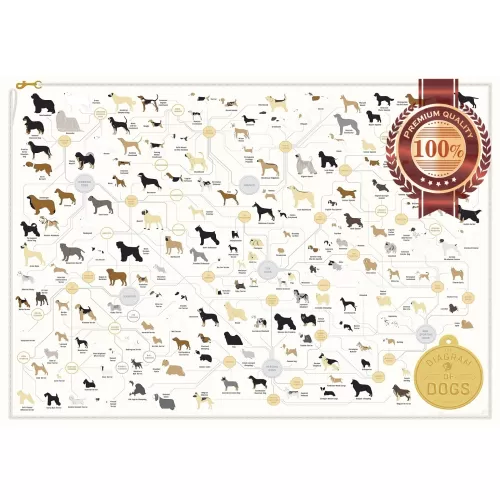 DIAGRAM OF DOGS CHART GUIDE INFORMATIONAL INFO TYPES OF DOG PRINT ...