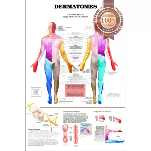 DERMATOMES DIAGRAM NERVOUS SYSTEM TRIGGER POINT ANATOMY CHART PREMIUM ...