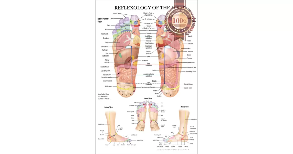 REFLEXOLOGY OF THE FOOT ACUPUNCTURE POINT DIAGRAM ANATOMY CHART PREMIUM ...