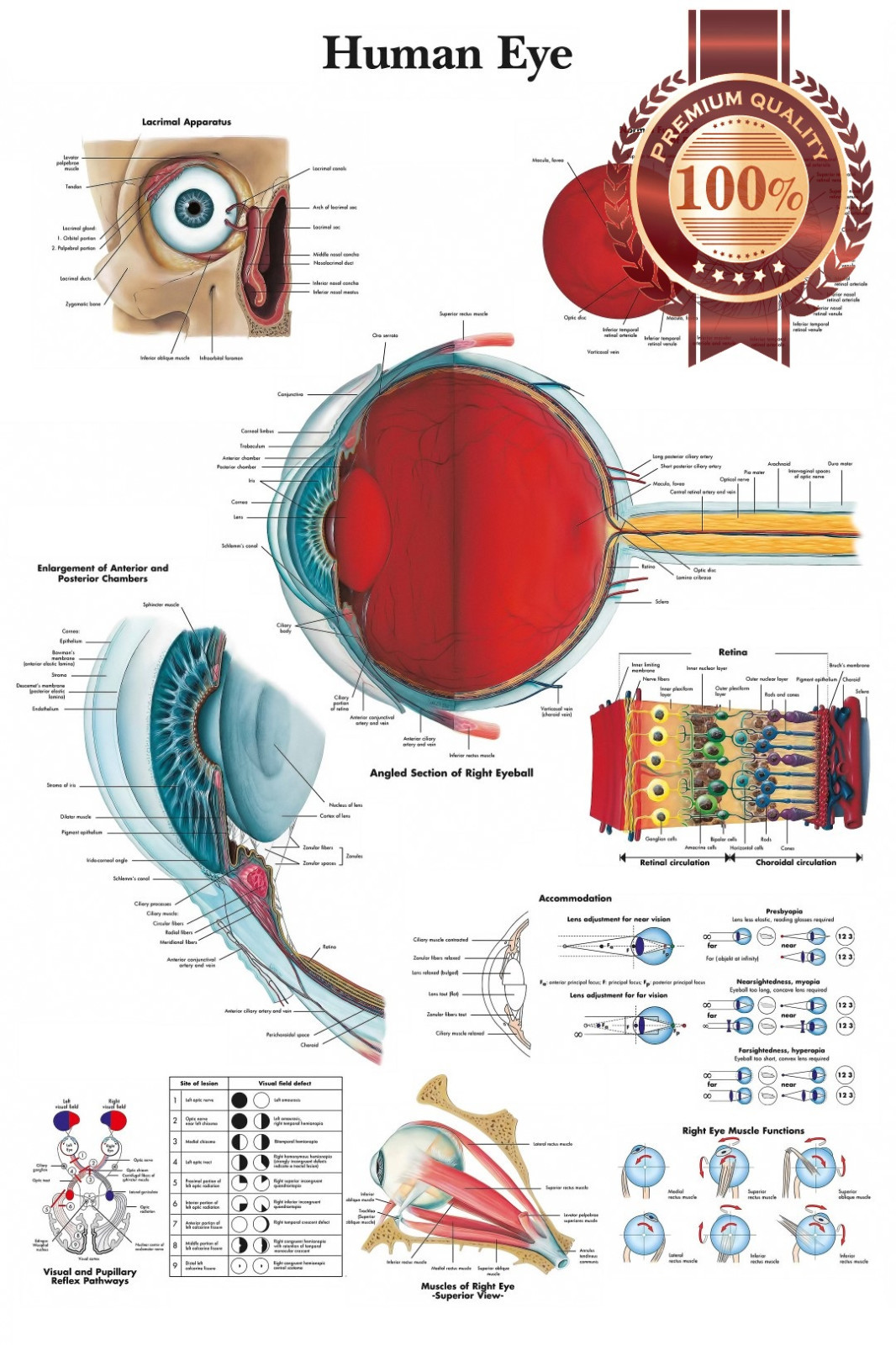 NEW HUMAN EYE MEDICAL DIAGRAM CHART INFORMATIONAL ANATOMY PRINT PREMIUM ...