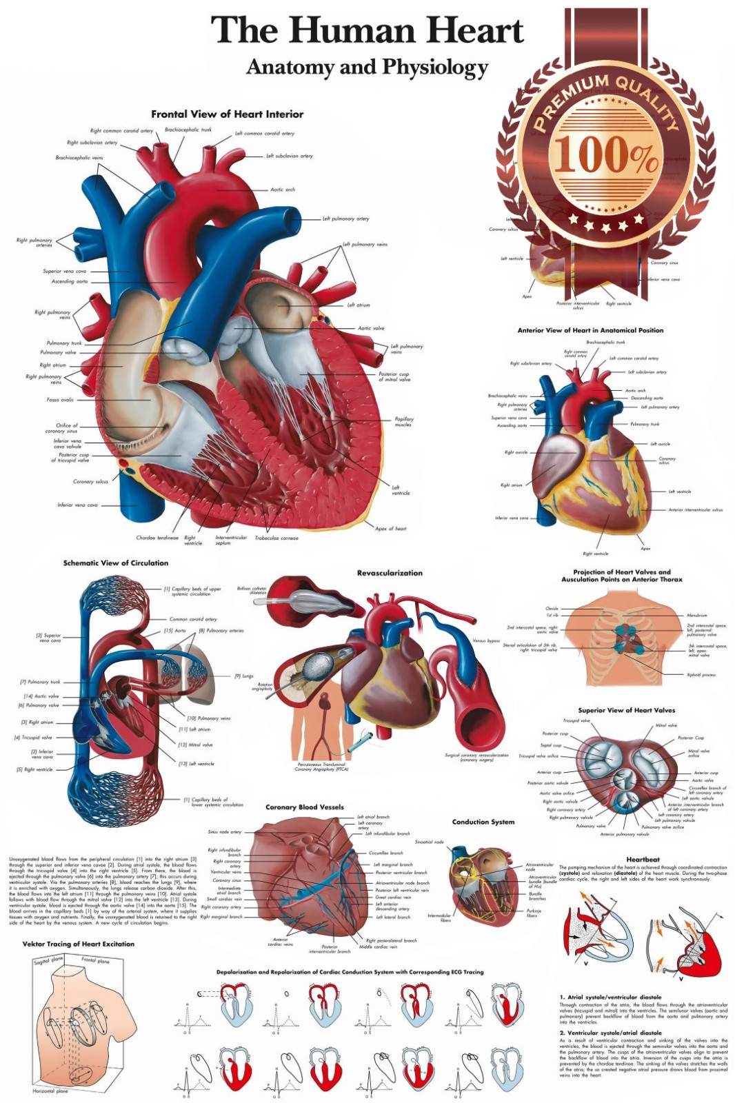 HUMAN HEART MEDICAL DIAGRAM CHART INFORMATIONAL ANATOMY PRINT PREMIUM ...