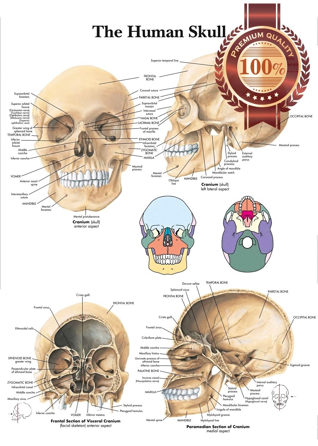 THE HUMAN SKULL ANATOMY ANATOMICAL DIAGRAM GUIDE CHART PRINT PREMIUM POSTER